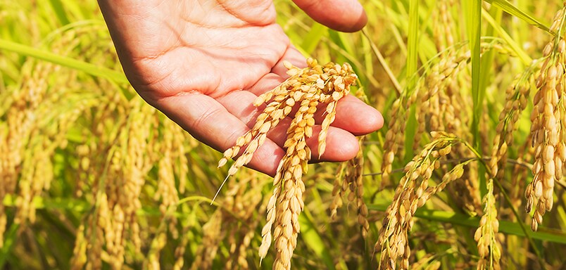 Ingrained Video – Kellogg's Family Rewards